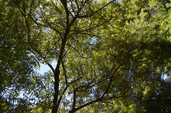 SelecTree: A Tree Selection Guide