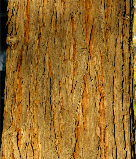 SelecTree: A Tree Selection Guide