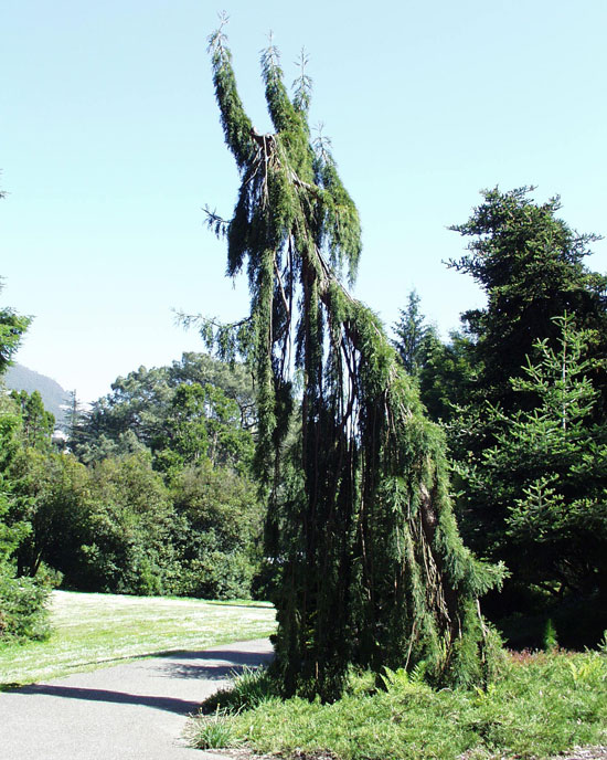 SelecTree: A Tree Selection Guide