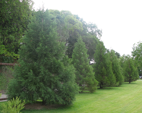 SelecTree: A Tree Selection Guide