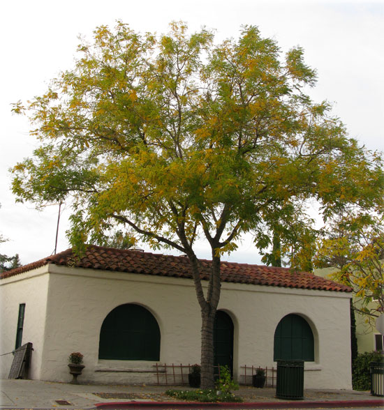 SelecTree: A Tree Selection Guide