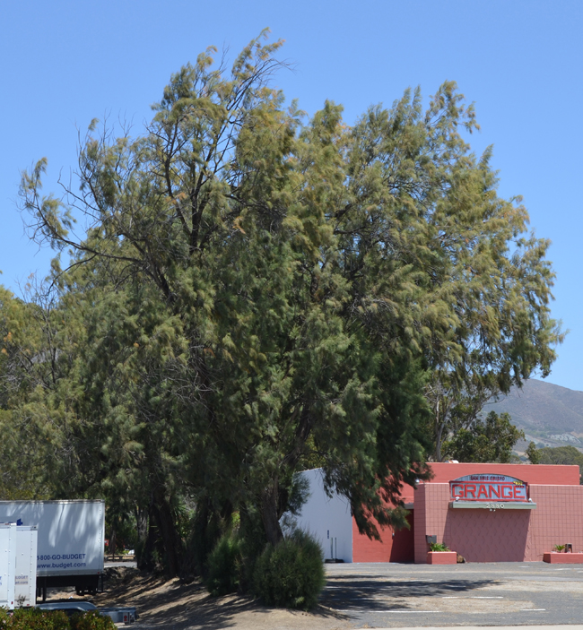 SelecTree: A Tree Selection Guide