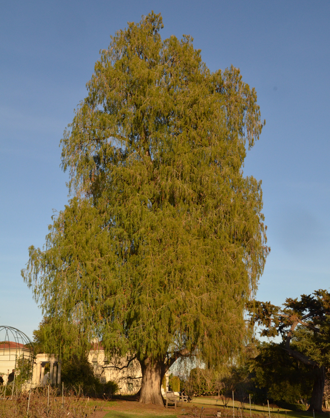 SelecTree: A Tree Selection Guide