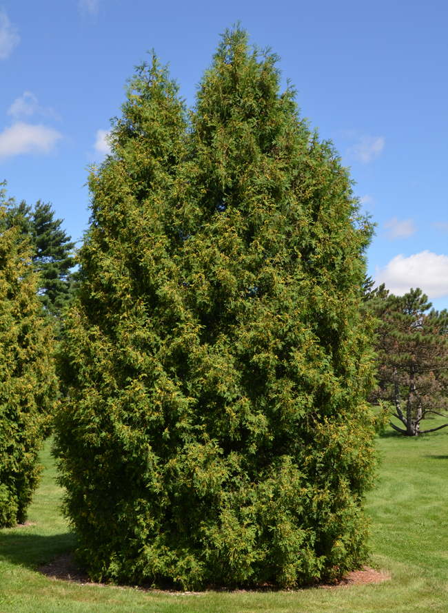 SelecTree: A Tree Selection Guide