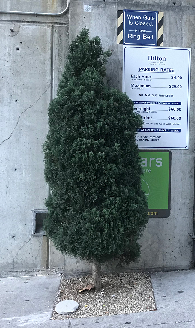 SelecTree: A Tree Selection Guide