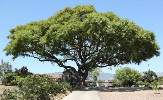 SelecTree: A Tree Selection Guide