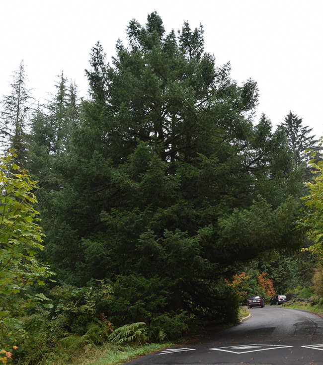 SelecTree: A Tree Selection Guide