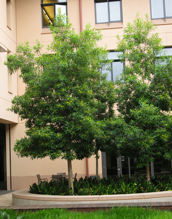 SelecTree: A Tree Selection Guide