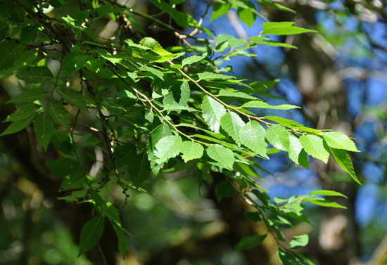 SelecTree: A Tree Selection Guide