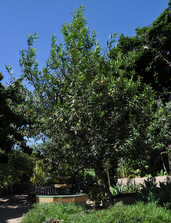 SelecTree: A Tree Selection Guide
