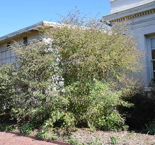 SelecTree: A Tree Selection Guide