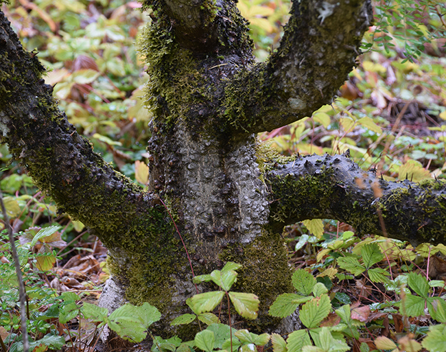 SelecTree: A Tree Selection Guide