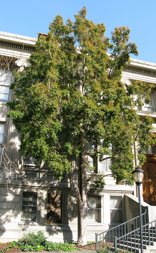 SelecTree: A Tree Selection Guide