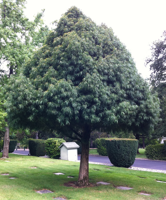 SelecTree: A Tree Selection Guide