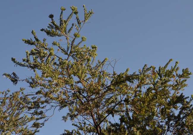 SelecTree: A Tree Selection Guide