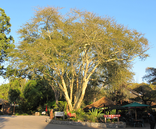 SelecTree: A Tree Selection Guide