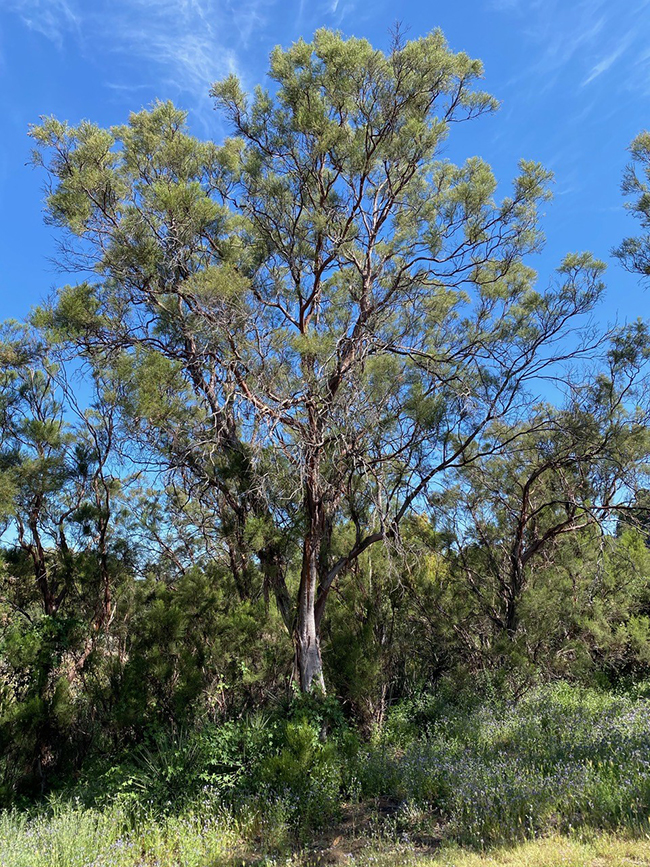 SelecTree: A Tree Selection Guide