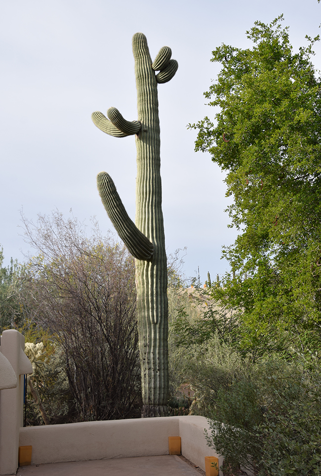 SelecTree: A Tree Selection Guide