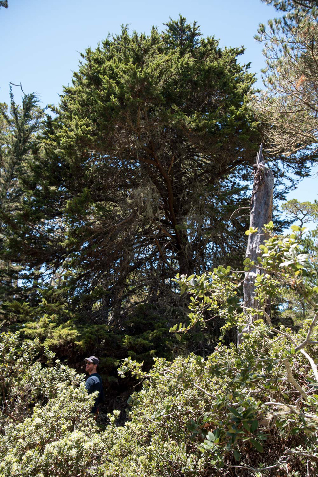 SelecTree: A Tree Selection Guide