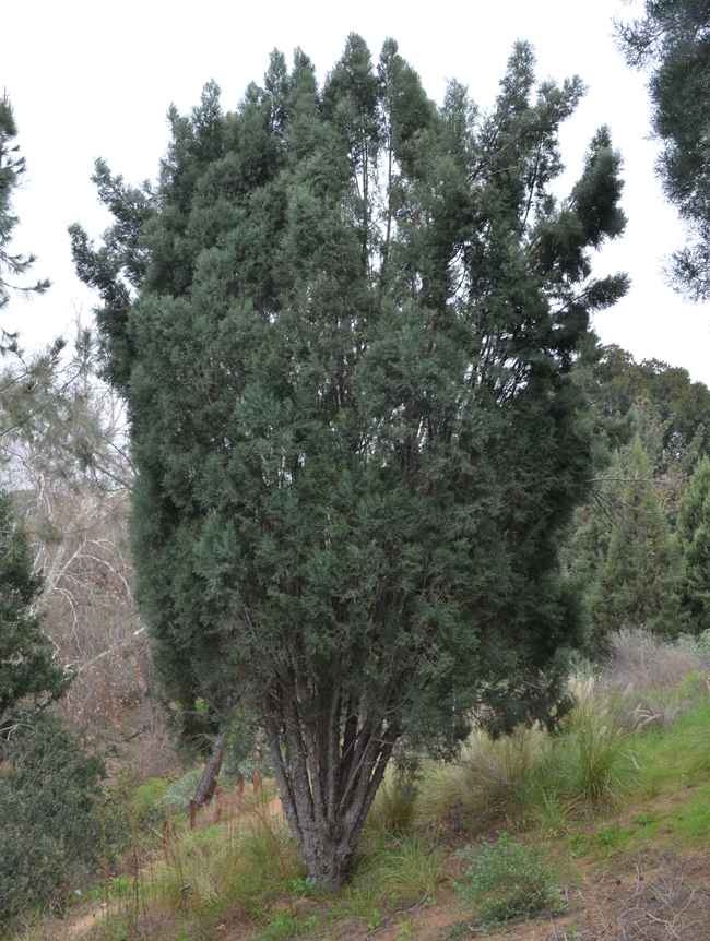SelecTree: A Tree Selection Guide