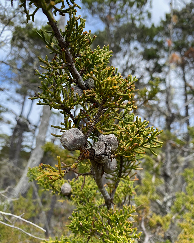 SelecTree: A Tree Selection Guide