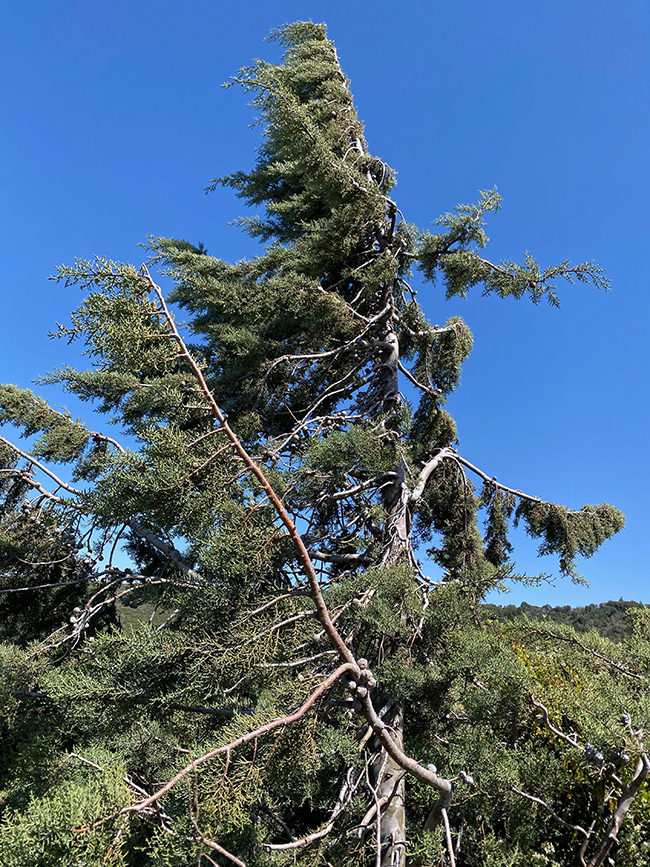 SelecTree: A Tree Selection Guide
