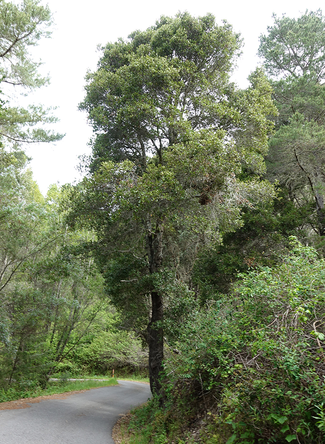 SelecTree: A Tree Selection Guide