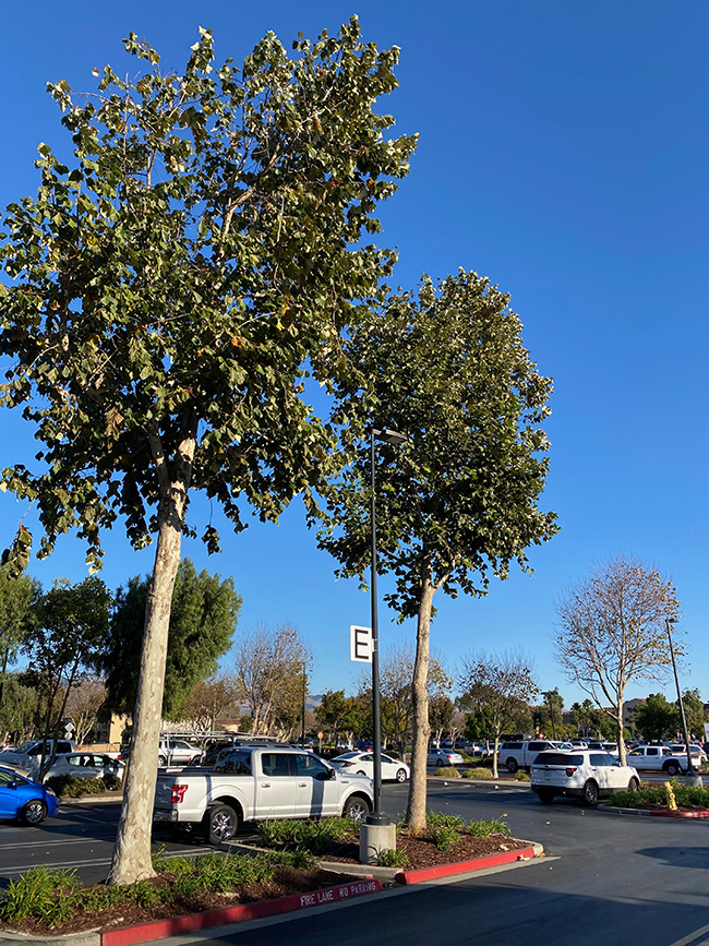 SelecTree: A Tree Selection Guide