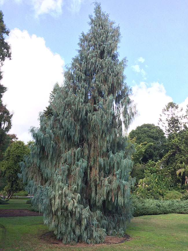 SelecTree: A Tree Selection Guide