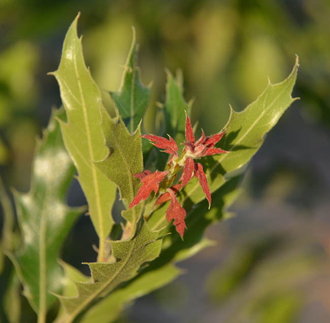 SelecTree: A Tree Selection Guide