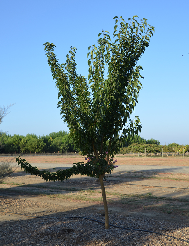 SelecTree: A Tree Selection Guide