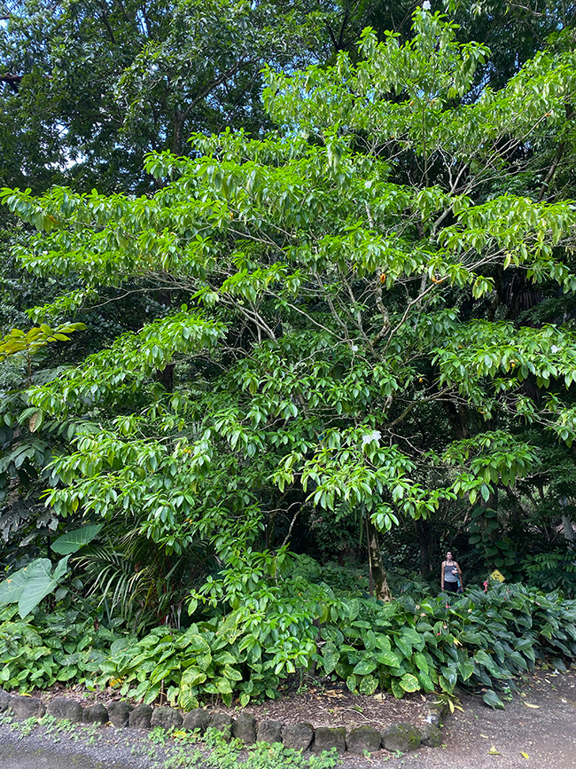 SelecTree: A Tree Selection Guide