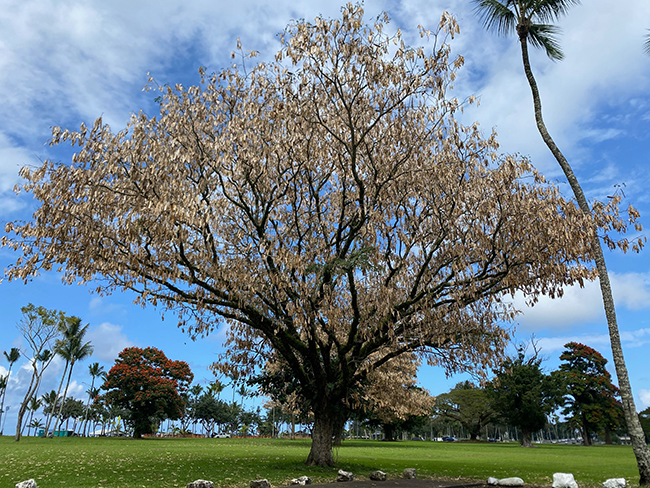 SelecTree: A Tree Selection Guide