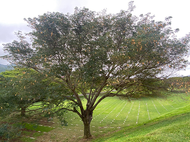 SelecTree: A Tree Selection Guide