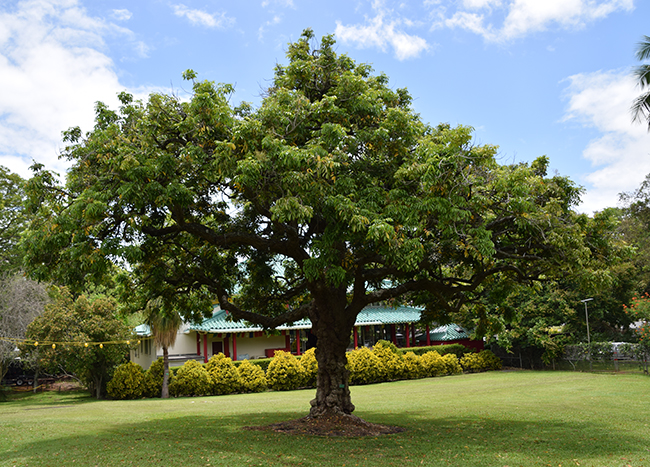 dimocarpus-longan-tree-3.jpg (650×467)-花瓣网