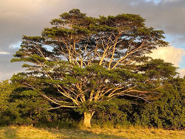 SelecTree: A Tree Selection Guide