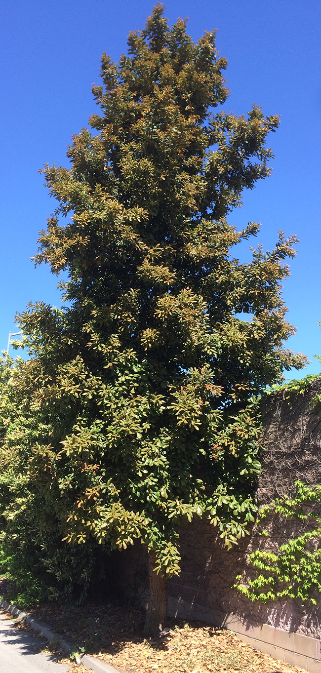 SelecTree: A Tree Selection Guide