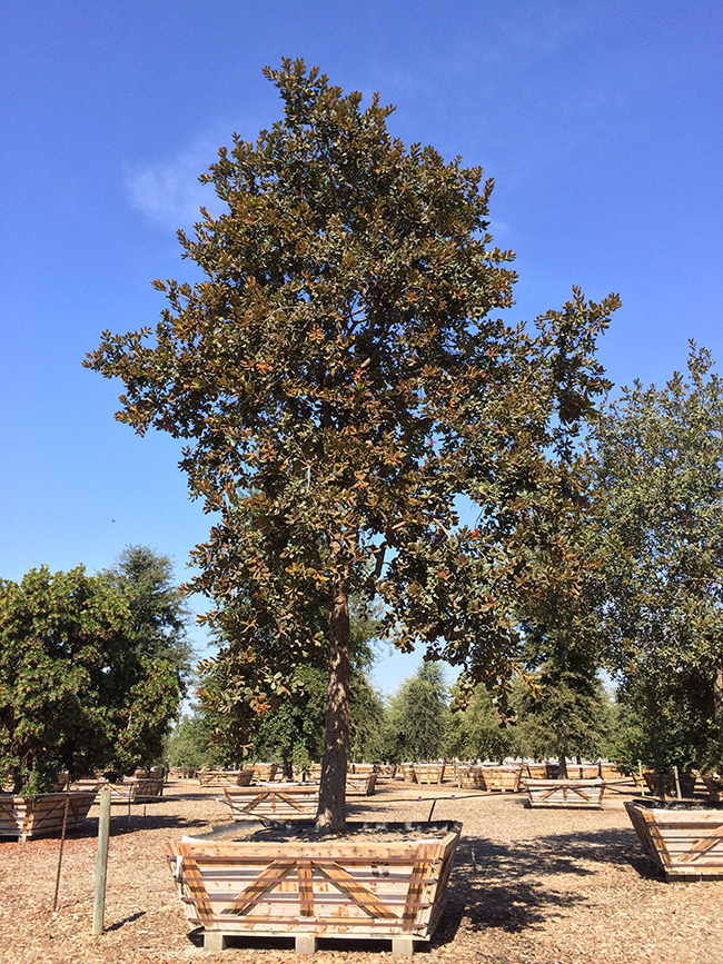 SelecTree: A Tree Selection Guide