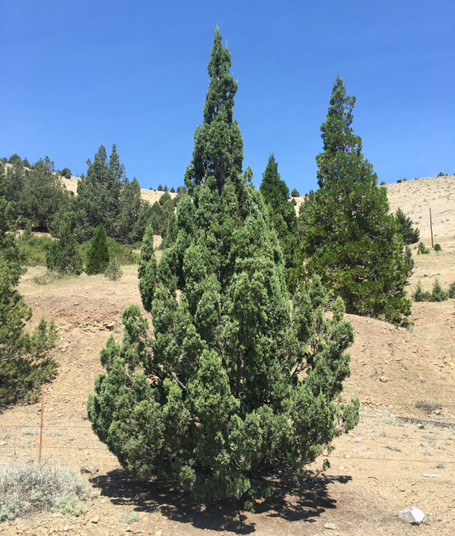 SelecTree: A Tree Selection Guide