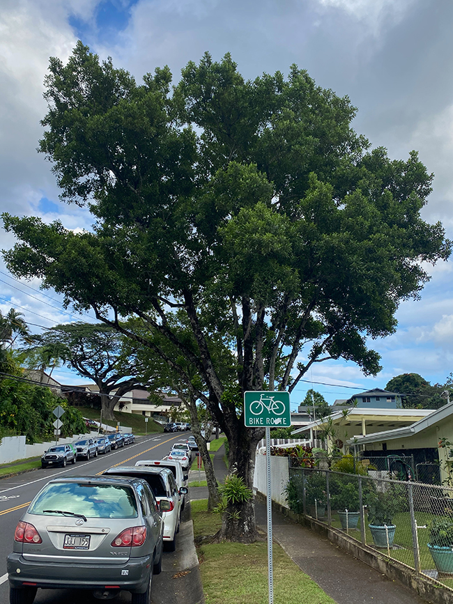 SelecTree: A Tree Selection Guide